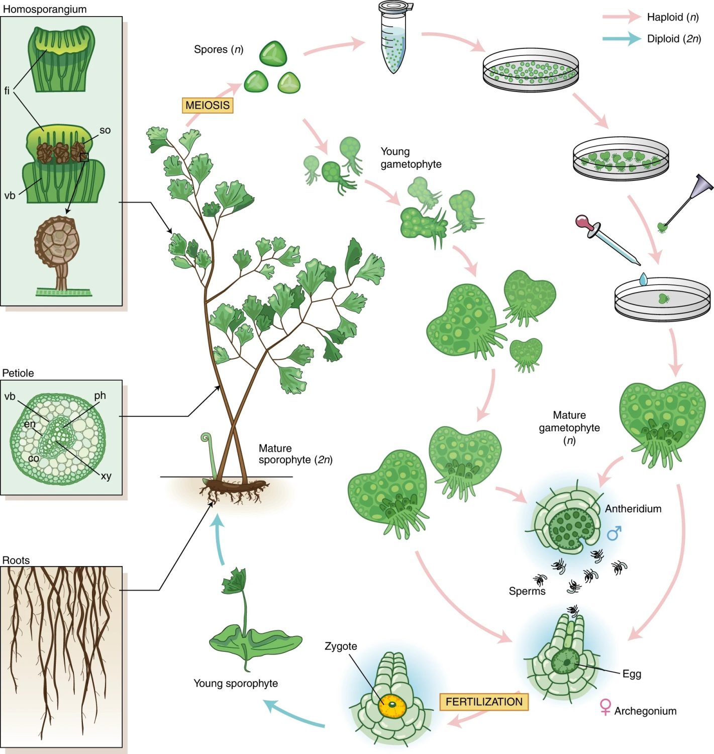 Two fern genome papers (Nature Plants) | Plantae