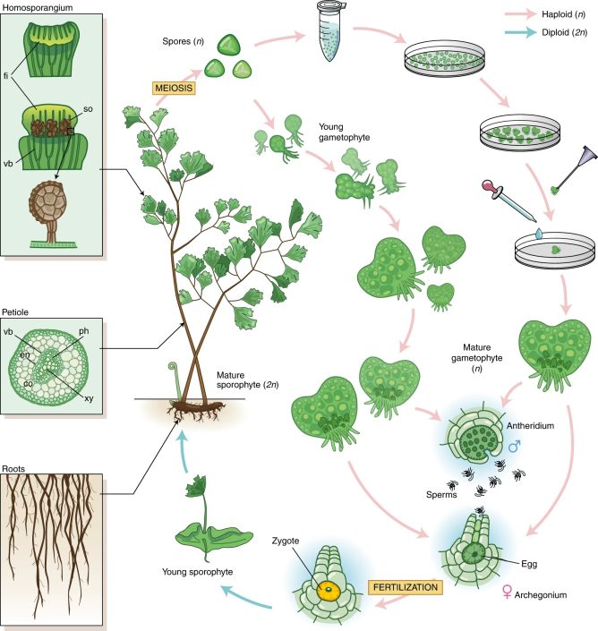 Two fern genome papers (Nature Plants) | Plantae