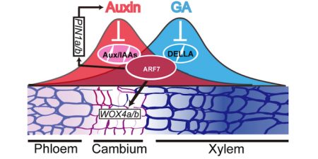 A handshake between auxin and gibberellin in the cambium | Plantae