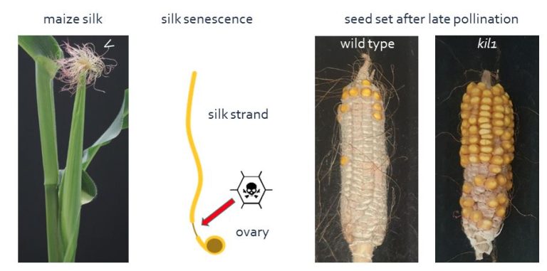 KIL1 modulation extends fertility of flowers in maize/corn | Plantae