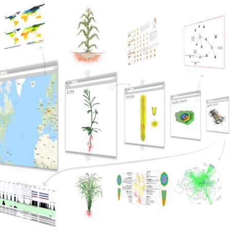 Plantae | Shoot and root single cell sequencing reveals tissue- and ...