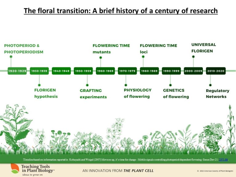 New Teaching Tool, “The Floral Transition and Adaptation to a Changing ...