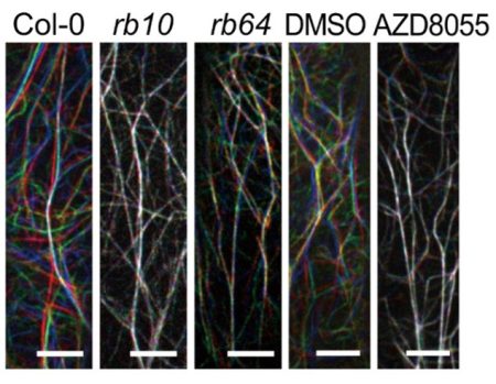 TOR complex regulates actin cytoskeleton dynamics through controlling ...