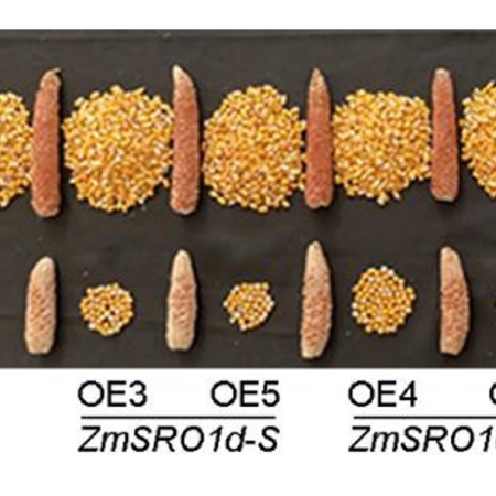Plantae | Using emmer wheat to discover genes involved in drought ...