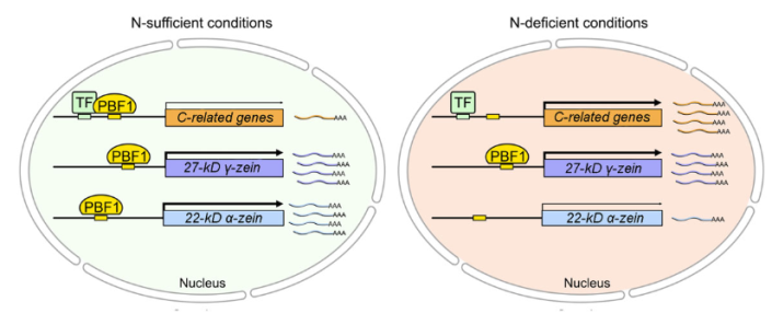 Nitrogen-dependent binding of the transcription factor PBF1 contributes ...