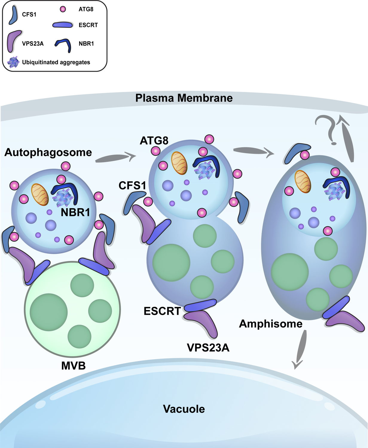New insights into how plant cells traffic proteins into the vacuole ...