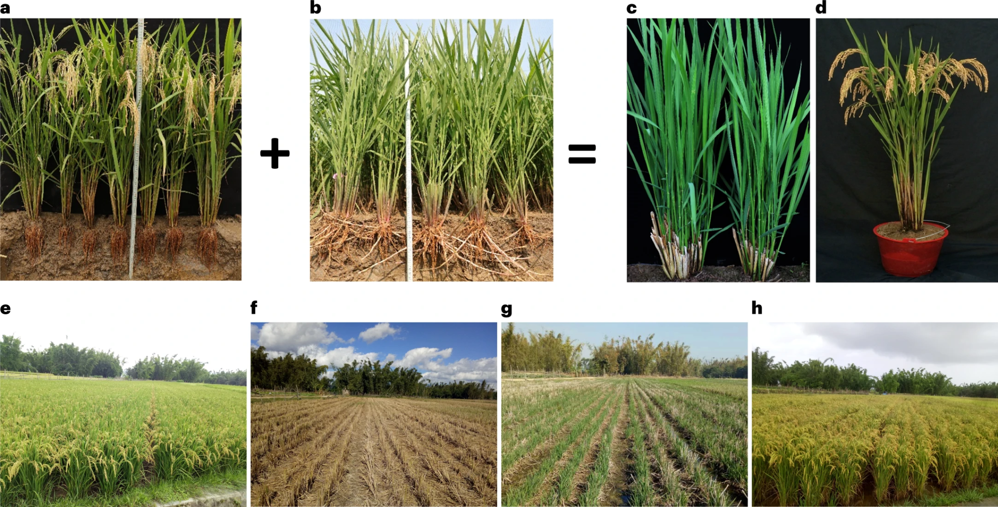 Productivity and agronomic potential of perennial rice | Plantae