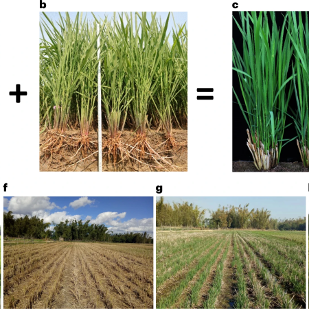 Plantae | Base-editing-mediated artificial evolution of OsALS1 in ...
