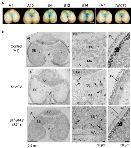 Increading Fe and Zn concentrations in wheat flour | Plantae
