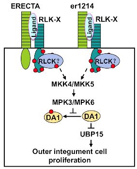 Seed size controlling signal transduction pathway identified | Plantae