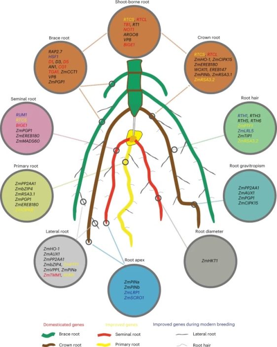 Genome-wide dissection of maize root system architecture | Plantae