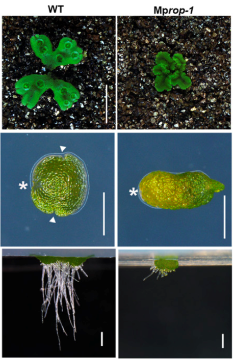 Developmental functions of Marchantia ROP | Plantae