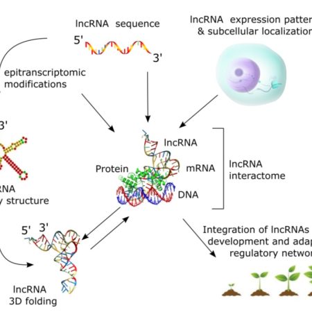 Plantae | Review: Mechanisms regulating PIF transcription factor ...