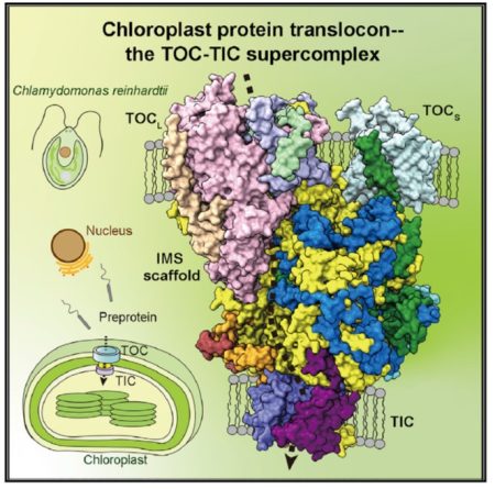 TOC-TIC supercomplex structure | Plantae
