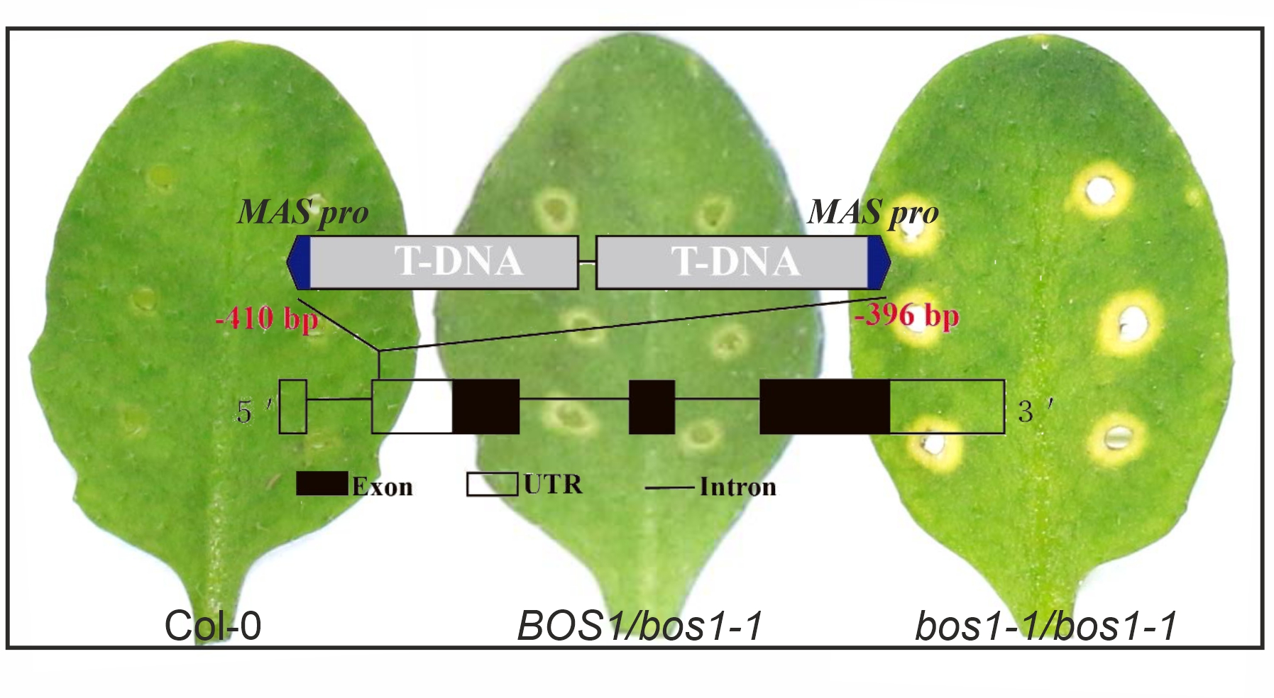 Live and let die: Unexpected BOTRYTIS SENSITIVE1 gene activation by a T ...