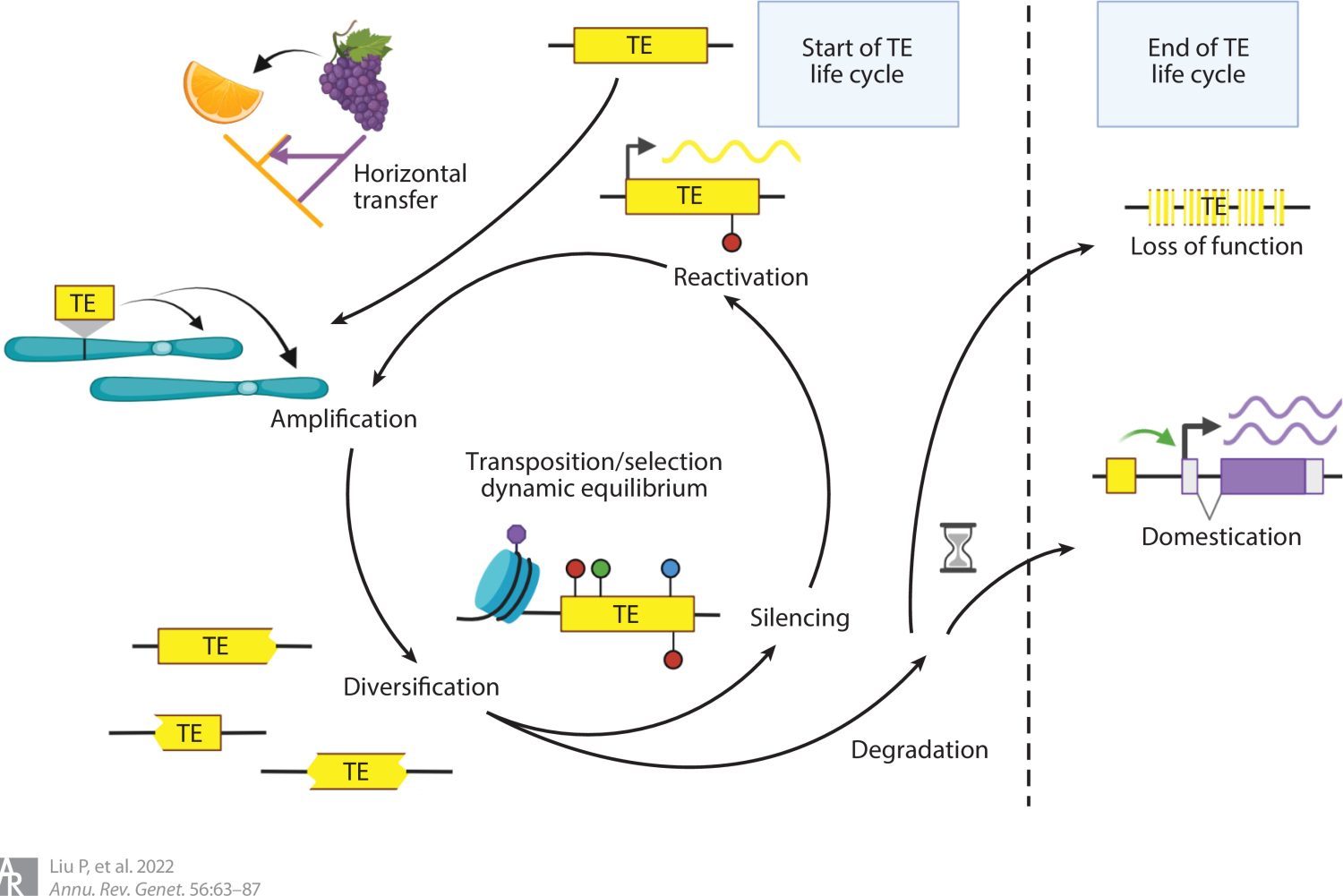Review: Transposable element life cycles in plant genomes and beyond | Plantae