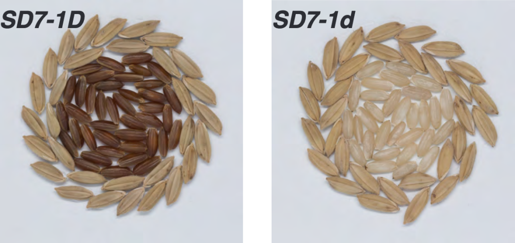 The rice Rc gene affects seed survival under dry storage | Plantae