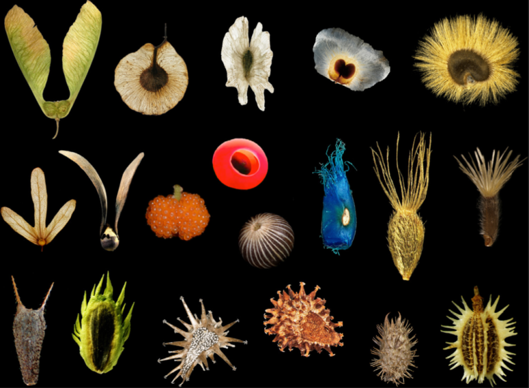 Review: The establishment of plants following long-distance dispersal | Plantae