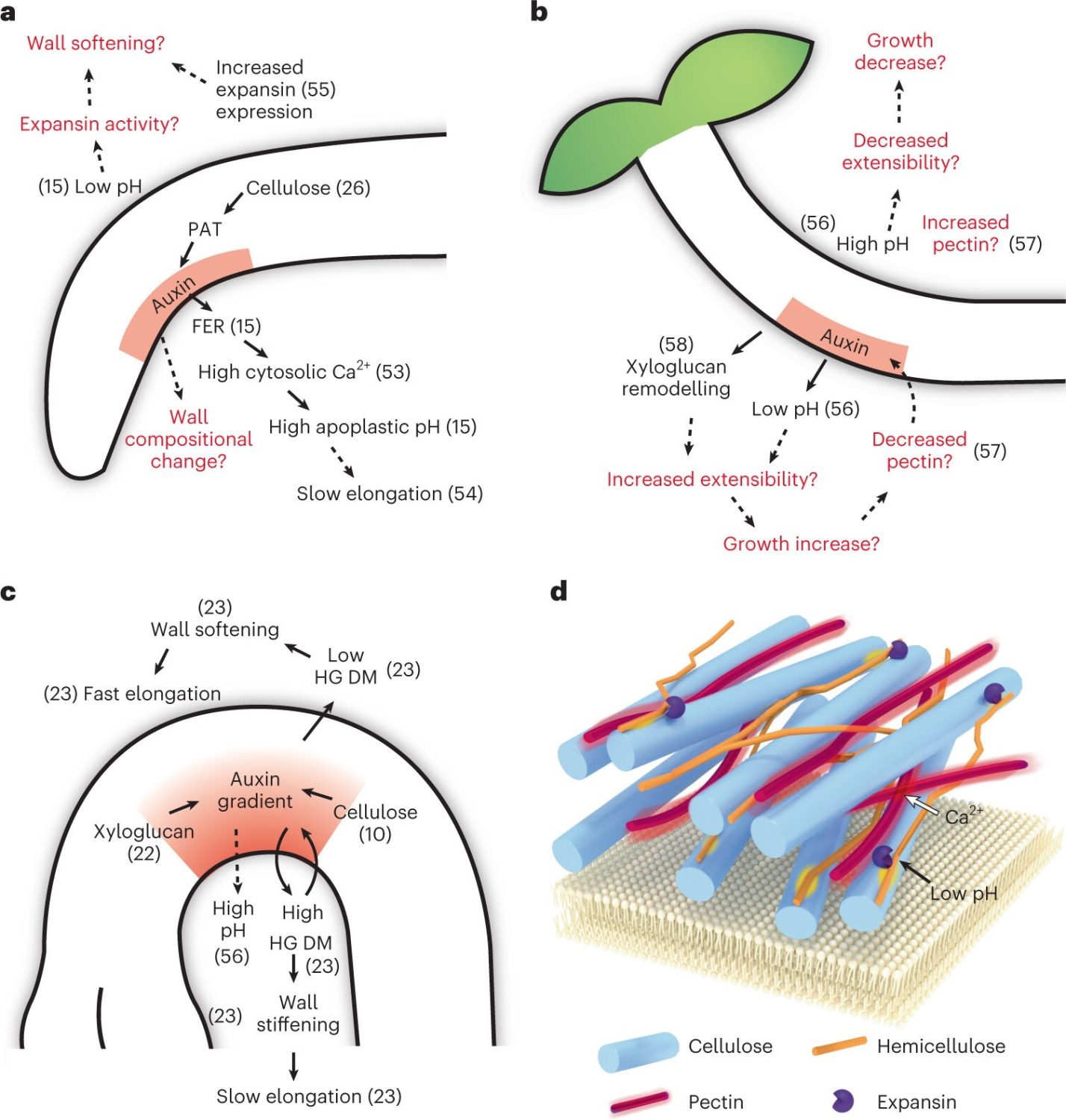 Perspective: Multiple mechanism behind plant bending | Plantae
