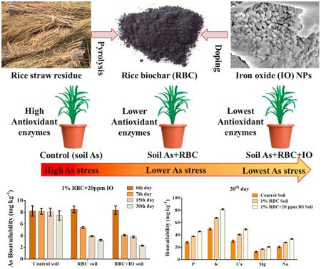 Overcoming arsenic stress using iron-oxide doped rice biochar | Plantae