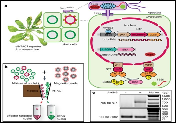 Plant Science Research Weekly: January 13, 2023 | Plantae