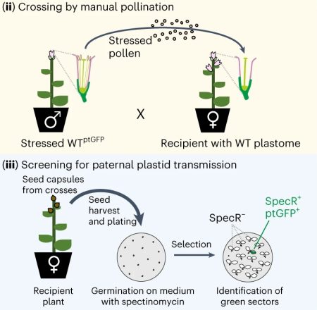 A paternal perspective on maternal inheritance | Plantae