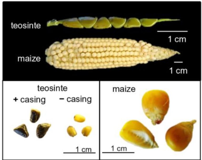 Contribution of strigolactones to maize kernel domesticated phenotype ...