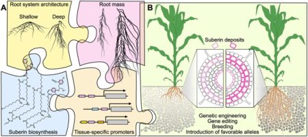 Plant Science Research Weekly: January 13, 2023 | Plantae