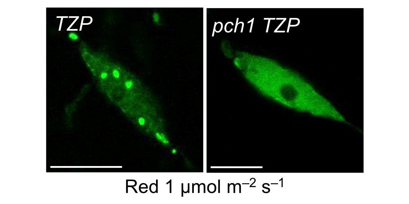 A Lightclub in the nucleus: protein liaisons optimizing plant photo ...