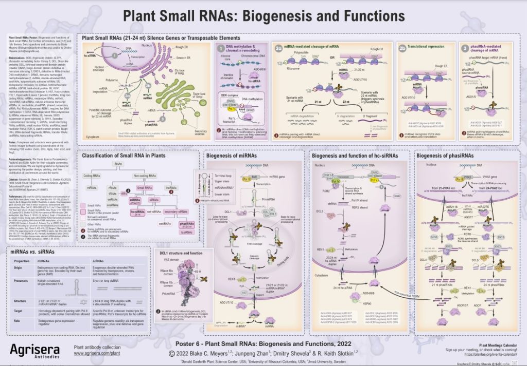 Photosynthesis Posters | Plantae