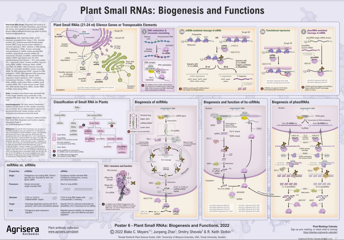 Photosynthesis Posters | Plantae