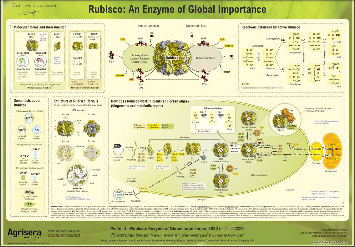 Photosynthesis Posters | Plantae