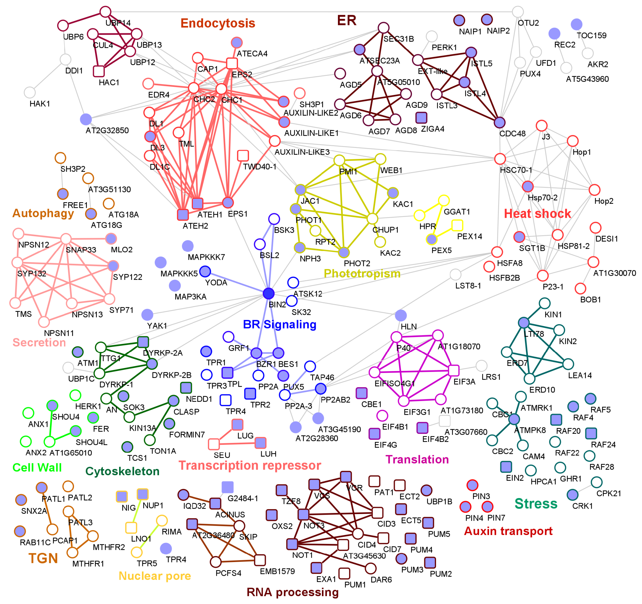 BIN2 signaling network constructed using proximity labeling and TurboID ...