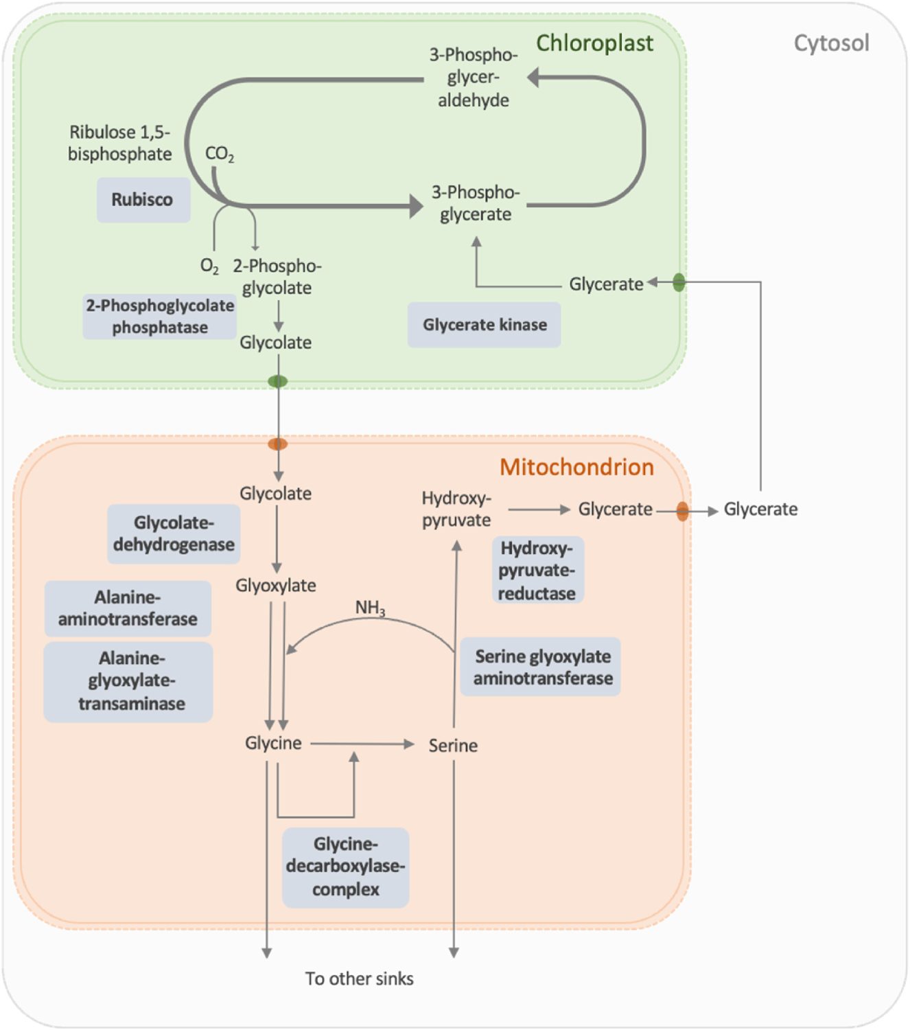 Review: Photorespiration is the solution, not the problem | Plantae