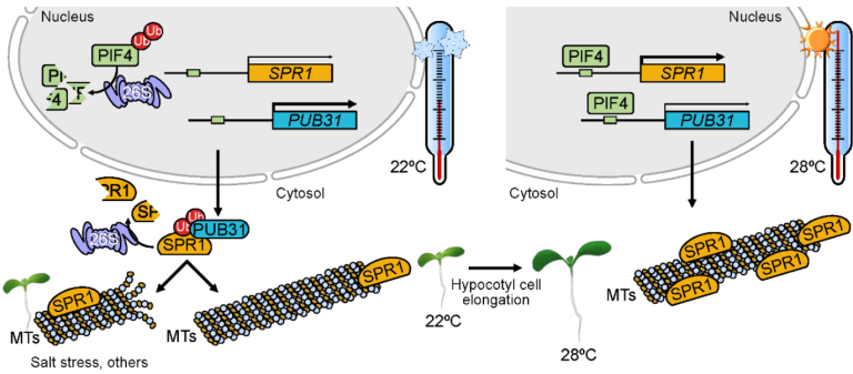 PIF4 regulates microtubule organization to mediate high temperature ...