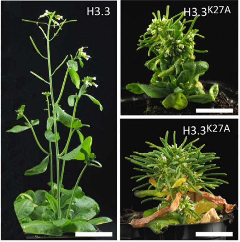 A dirigent protein complex directs lignin polymerization and assembly ...