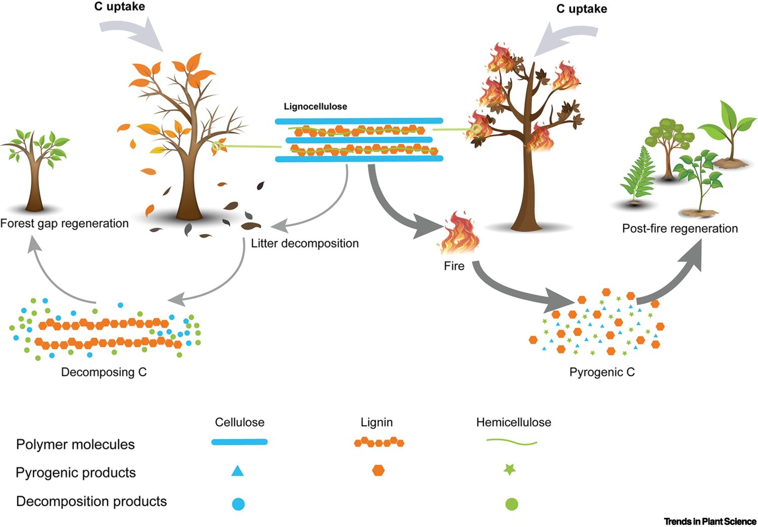 Opinion. Burning lignin: overlooked cues for post-fire seed germination ...