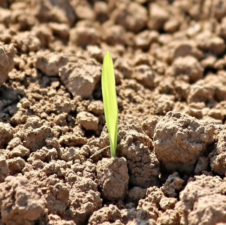 More warm-adapted species in soil seed banks than in herb layers | Plantae