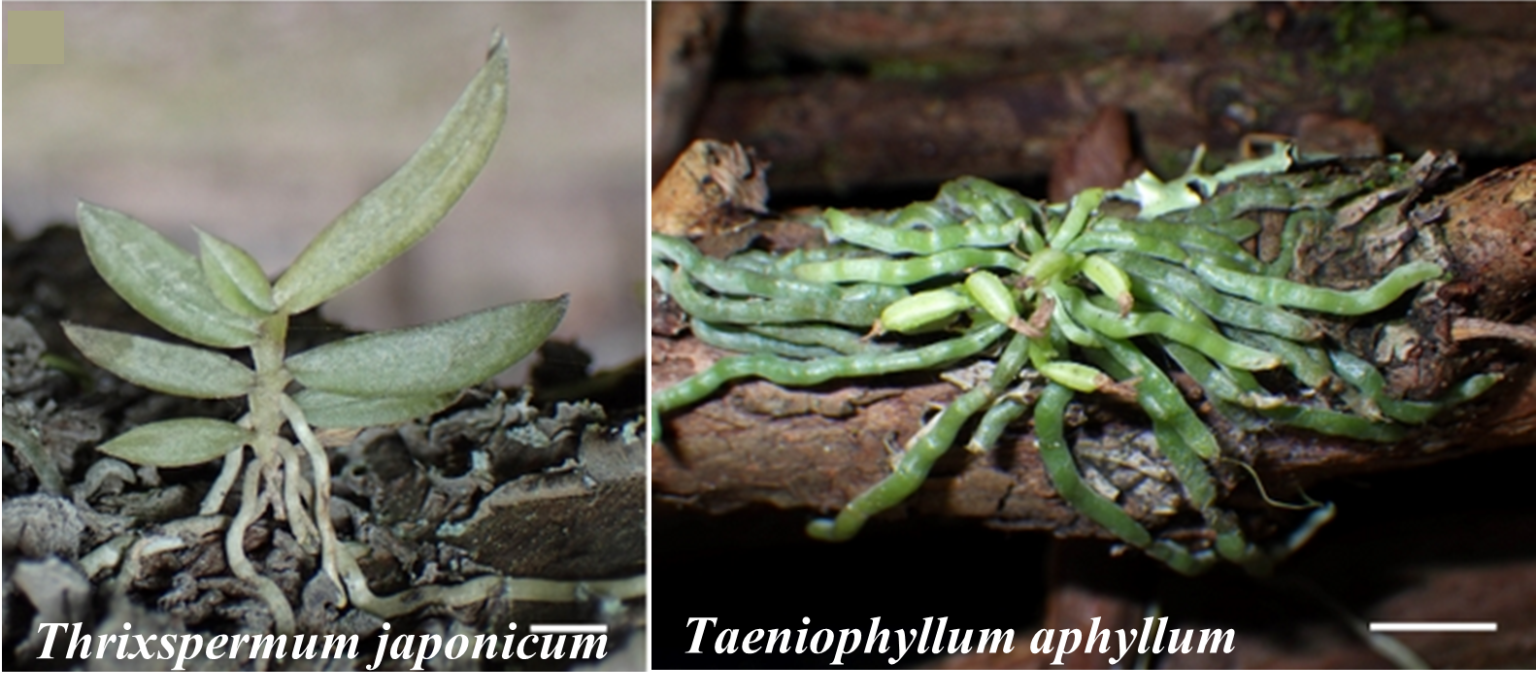 Roots are the ‘kitchen’ for leafless epiphytic orchids | Plantae