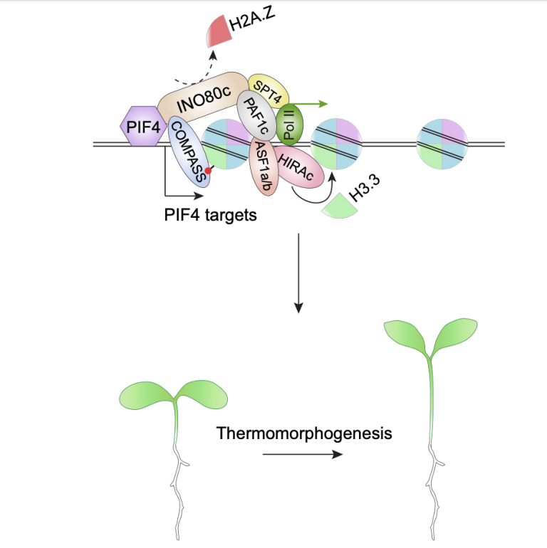 Coordinated histone variant H2A.Z eviction and H3.3 deposition control ...