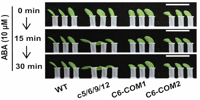 Abscisic acid–activated calcium channels limit transpirational water ...