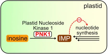 Plastid Nucleoside Kinase 1 (PNK1) phosphorylates inosine to inosine ...