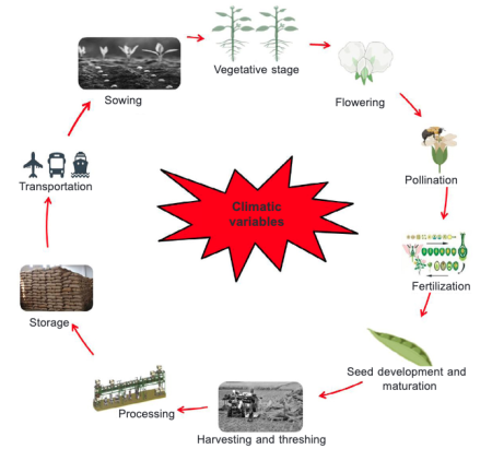 Review. Climate change impacts on seed production and quality | Plantae