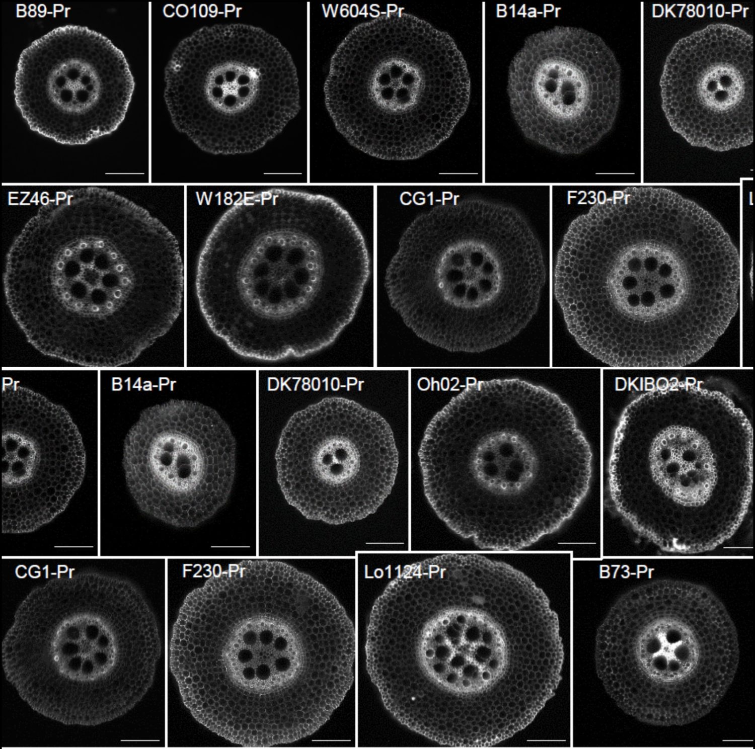 Natural variation of maize root hydraulic architecture underlies highly ...