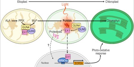 How EXECUTER1 executes chloroplast-to-nucleus signaling in response to ...