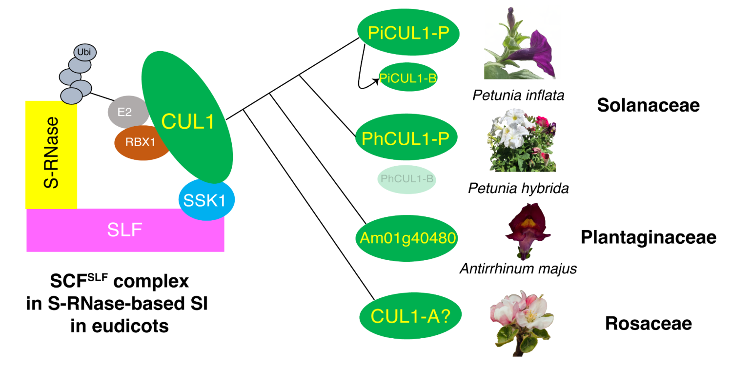 Functional and evolutionary analyses of Cullin1 proteins involved in S ...