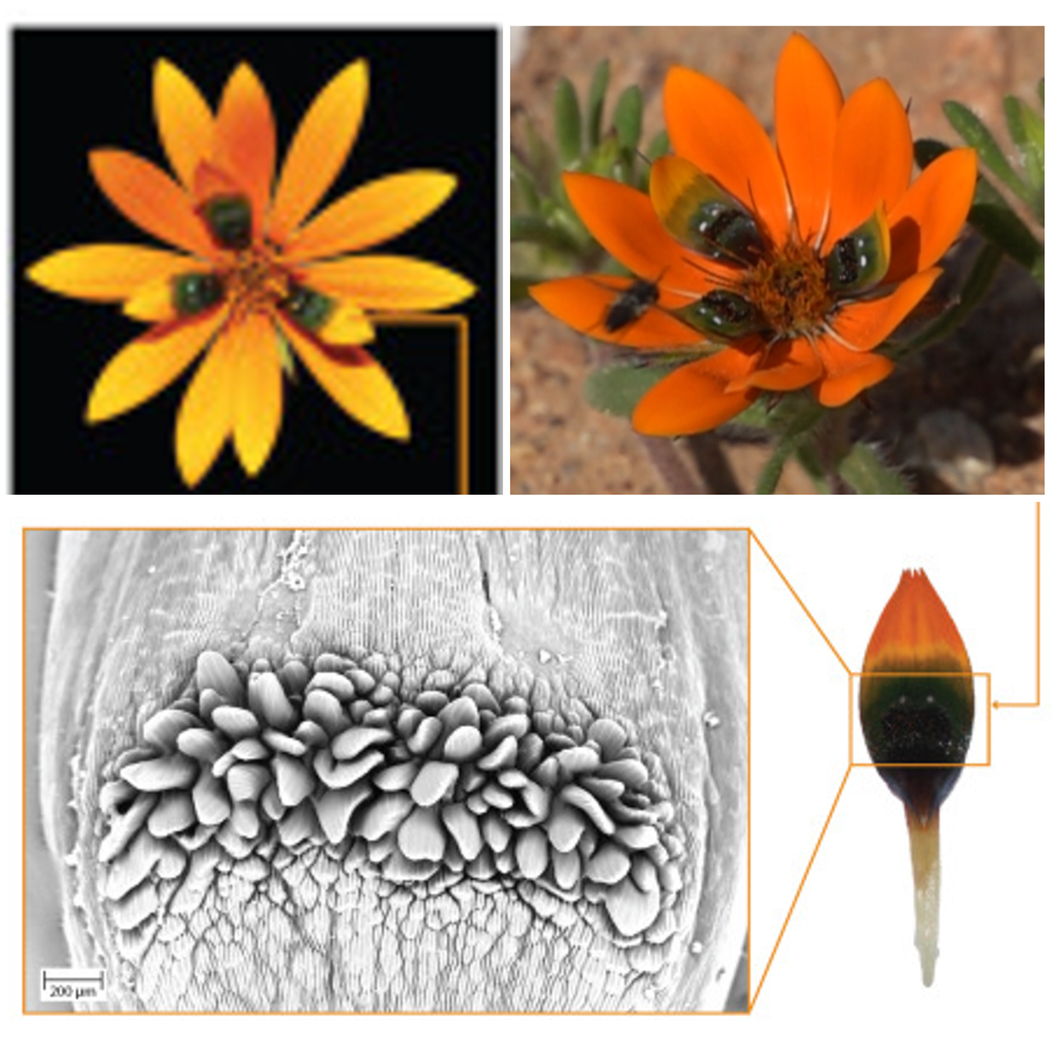 How did the daisy get its spots? Gene co-option and fly mimicry | Plantae