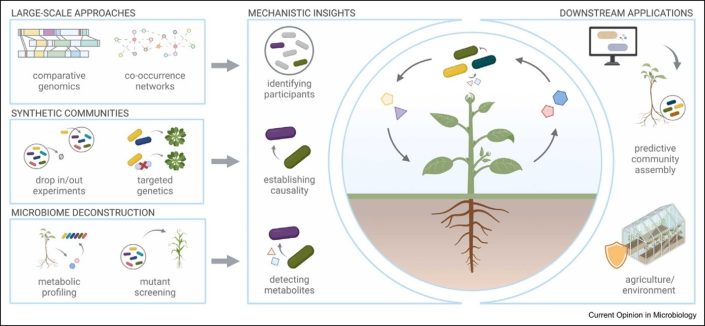 Review: Resolving metabolic interaction mechanisms in plant microbiomes ...