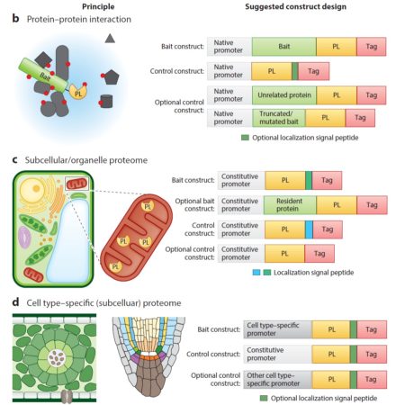 BIN2 signaling network constructed using proximity labeling and TurboID | Plantae