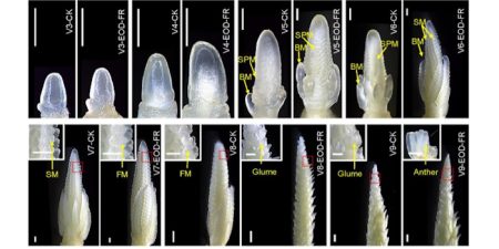 Casting light on maize inflorescence development under shade | Plantae